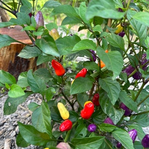 Rainbow Pepper (five Color Pepper) - Etsy