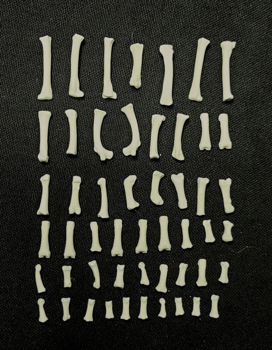 Groundhog Foot Bones | Etsy