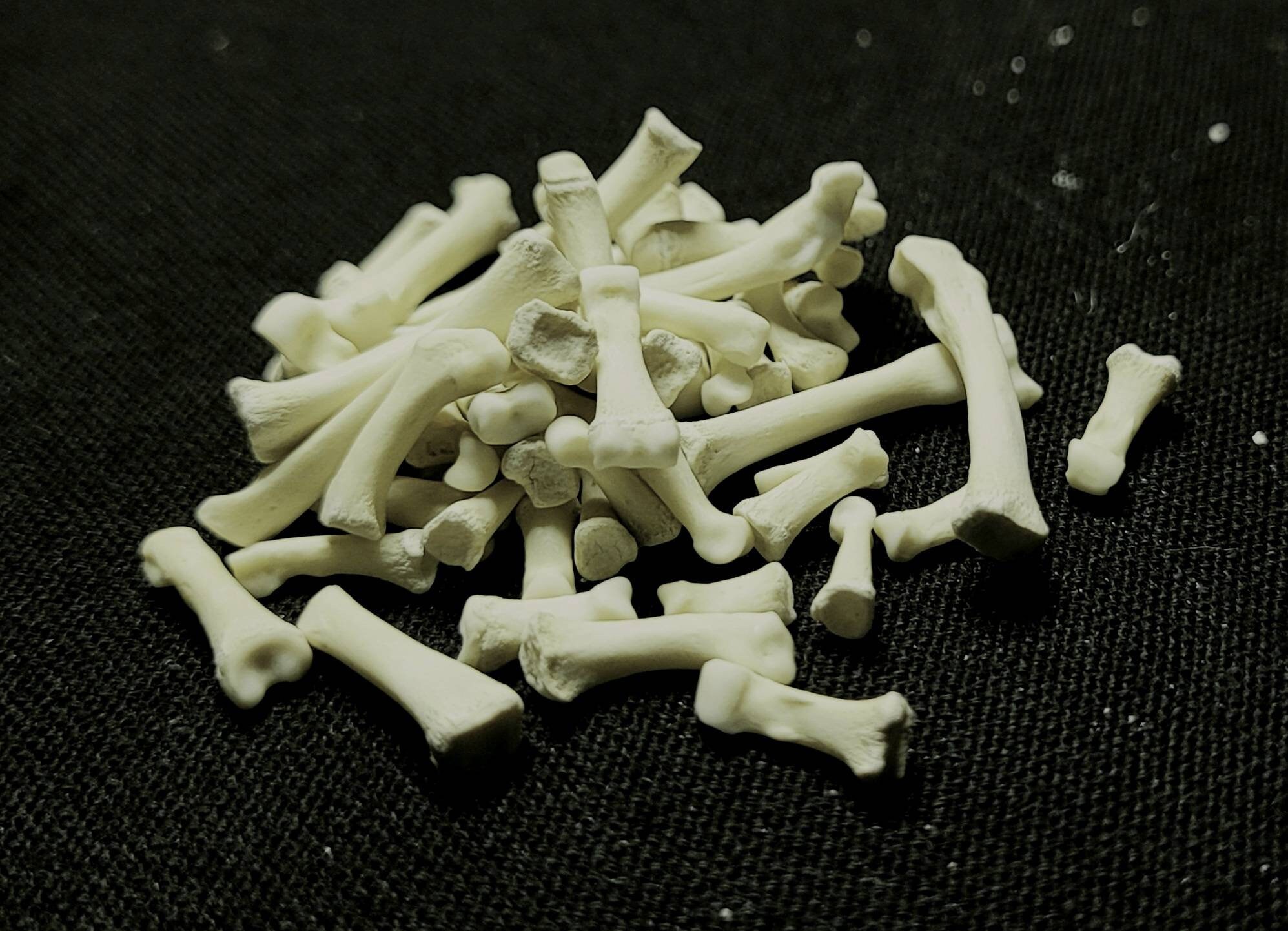 Groundhog Foot Bones | Etsy