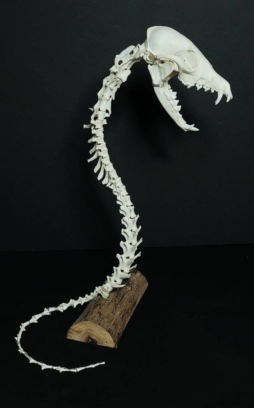 Complete Articulated Fox Spine and Skull | Etsy