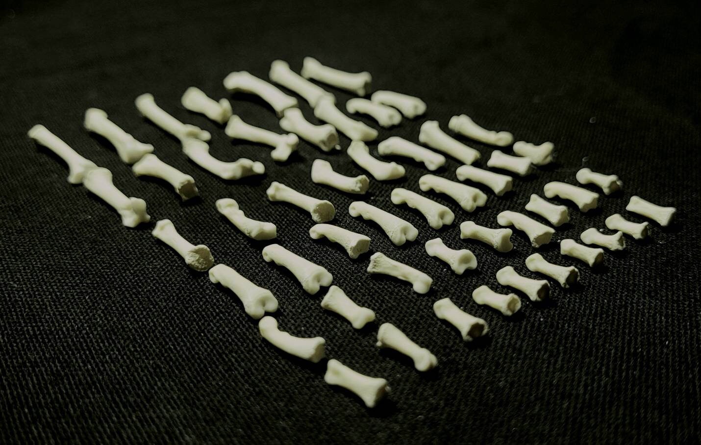 Groundhog Foot Bones | Etsy