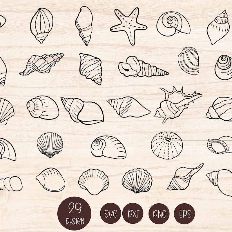 Seashells Svg - Etsy