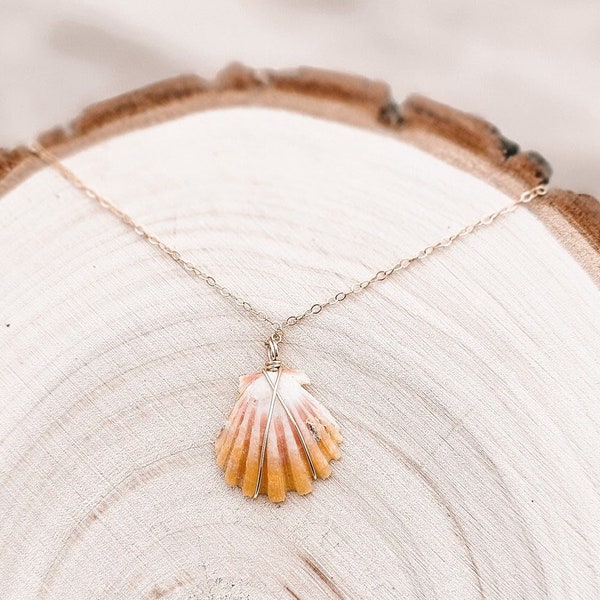 Rare Sunrise Shell - Etsy