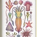 The Illustrated Encyclopedia of Cryptozoology Picture Book - Etsy