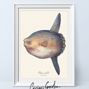 Ocean Sunfish - Art Print - Etsy