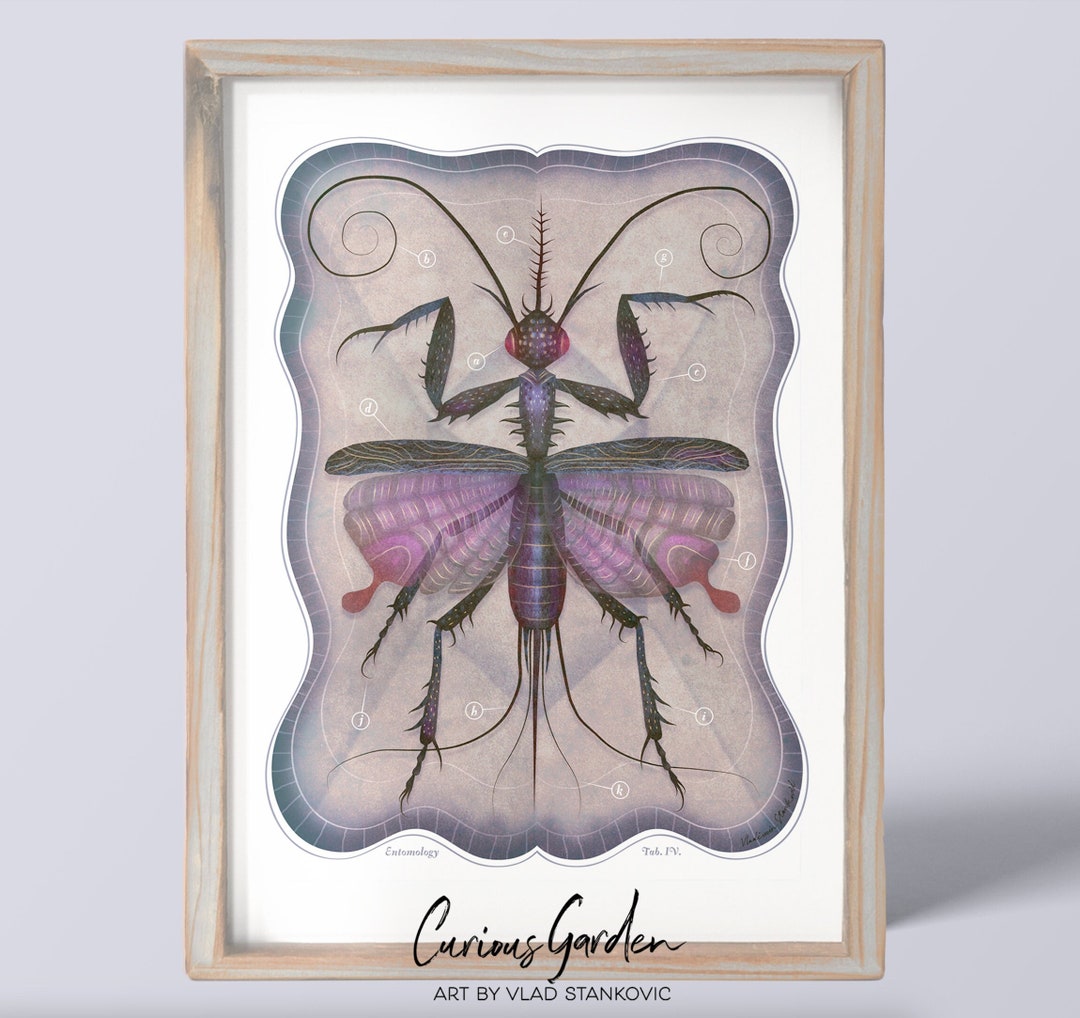 ENTOMOLOGY Tab.iv - Art Print, Insect Collection, Natural History Art ...