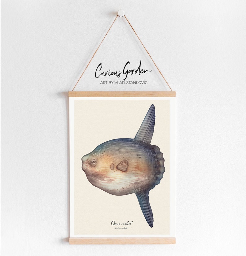 Ocean Sunfish Art Print - Etsy