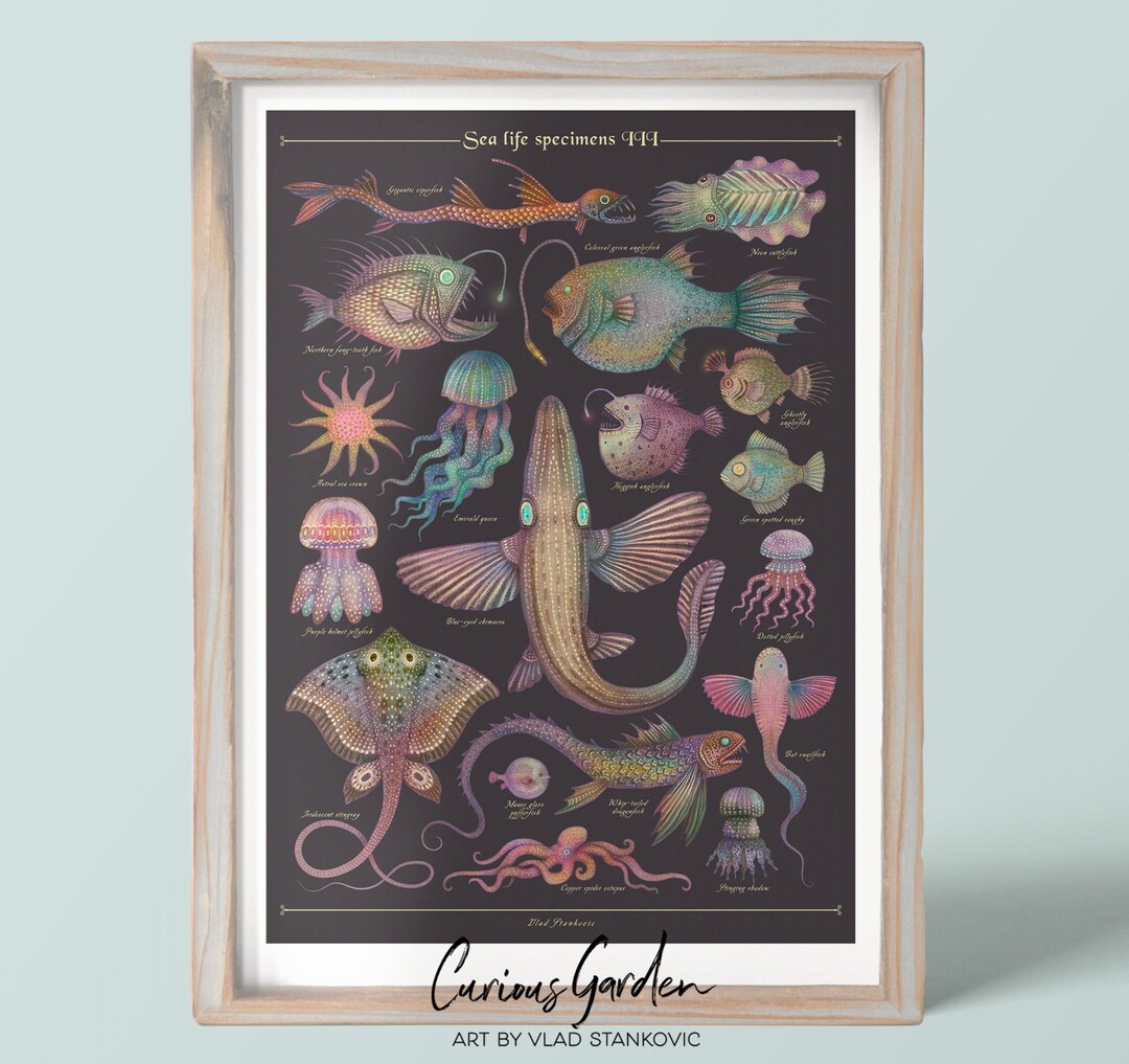 Sea Life Specimens III, Sea Life Art Print, Natural History Art, Sea ...