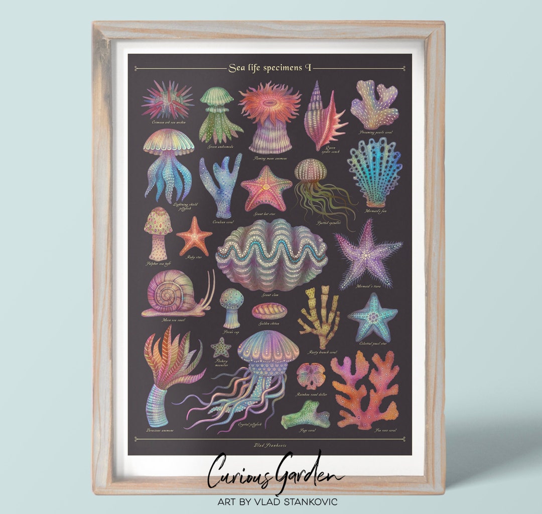 Sea Life Specimens I, Sea Life Art Print, Natural History Art, Sea ...