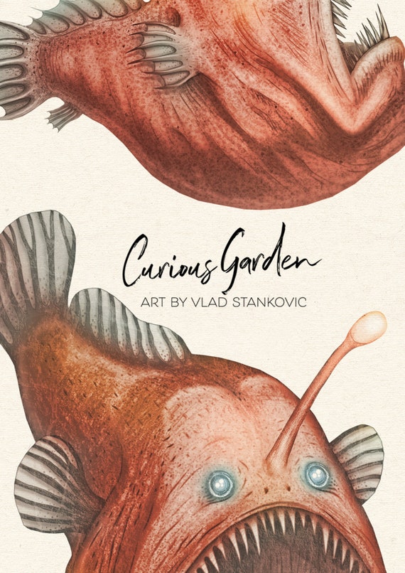 Humpback Anglerfish Drawing