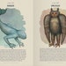 Cryptid Animals Picture Book: Mythical Beasts Illustrated Hardcover - Etsy