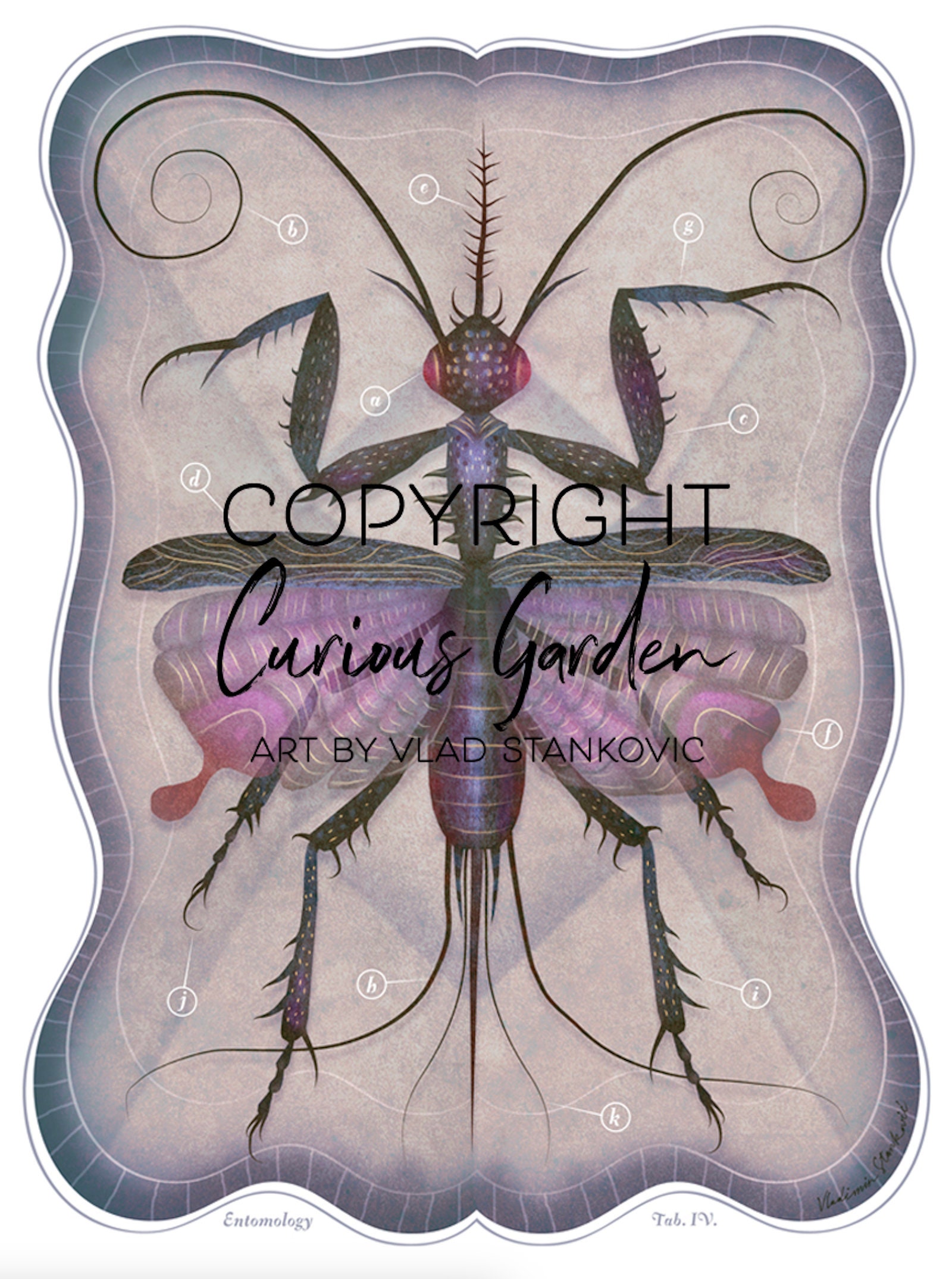 ENTOMOLOGY Tab.iv Art Print, Insect Collection, Natural History Art - Etsy