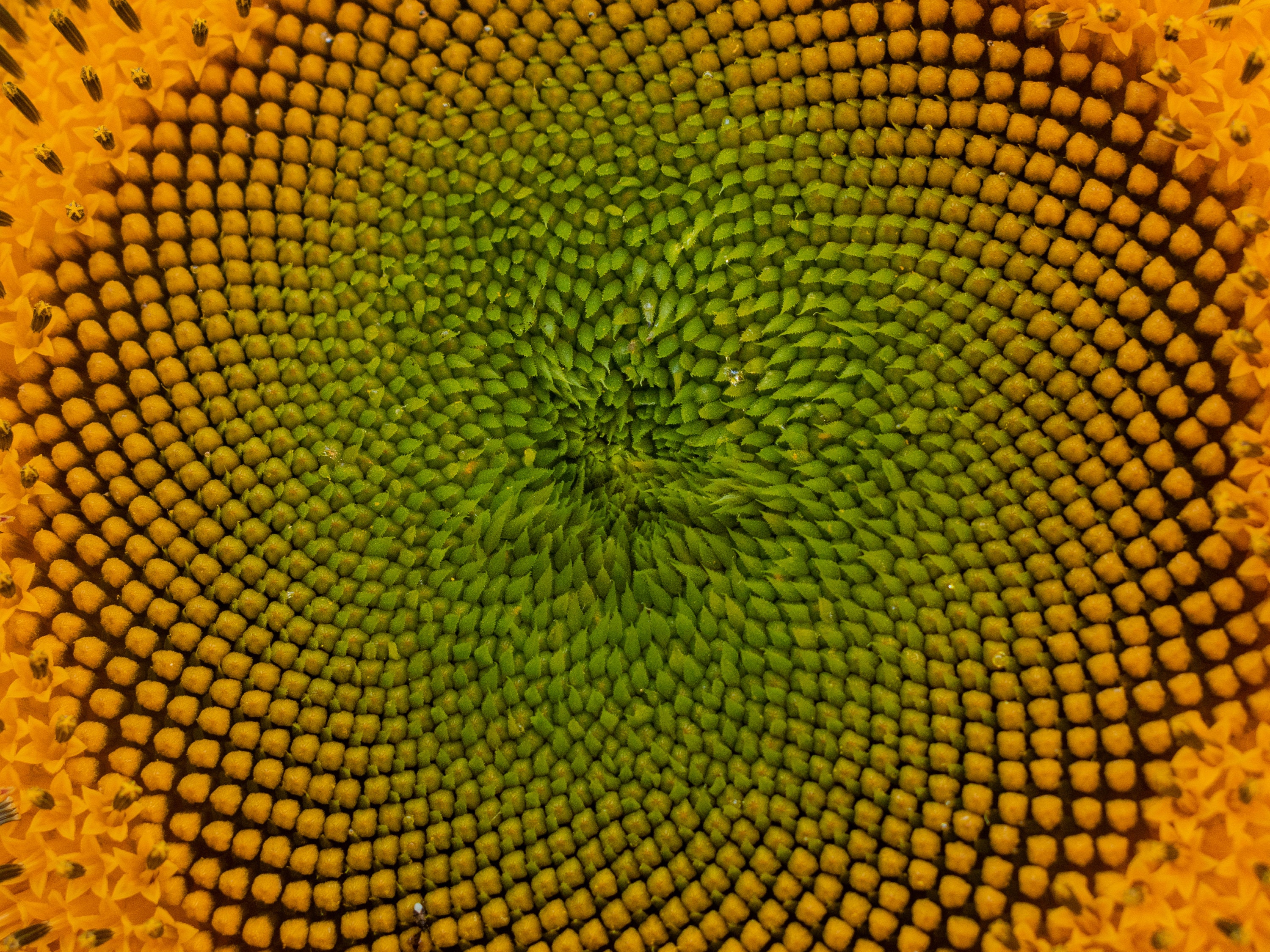 Sunflower, Center of Sunflower, Sunflower Spiral With Green Center ...