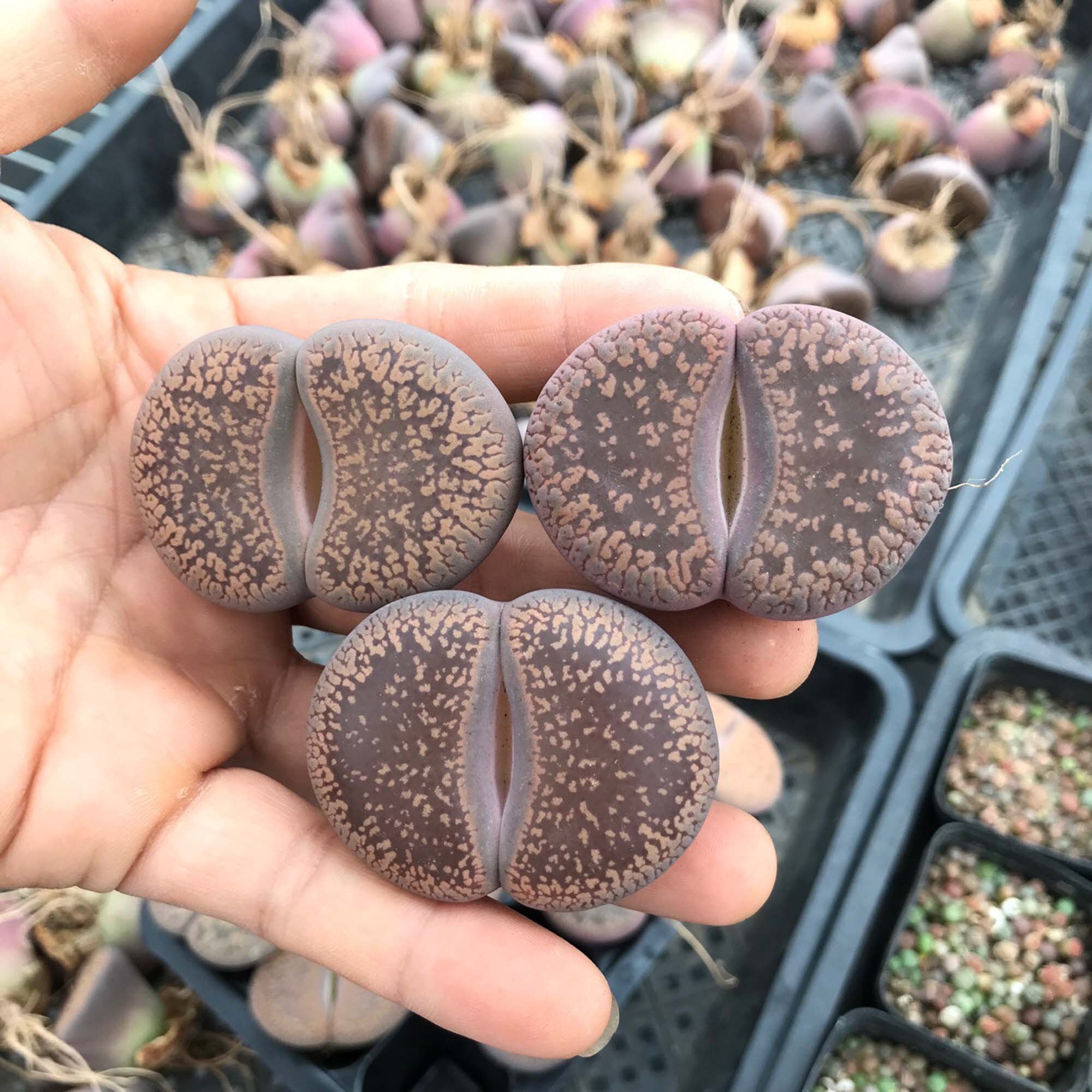 5cm Big Lithops Lithops Plants Lithops Seedlings | Etsy