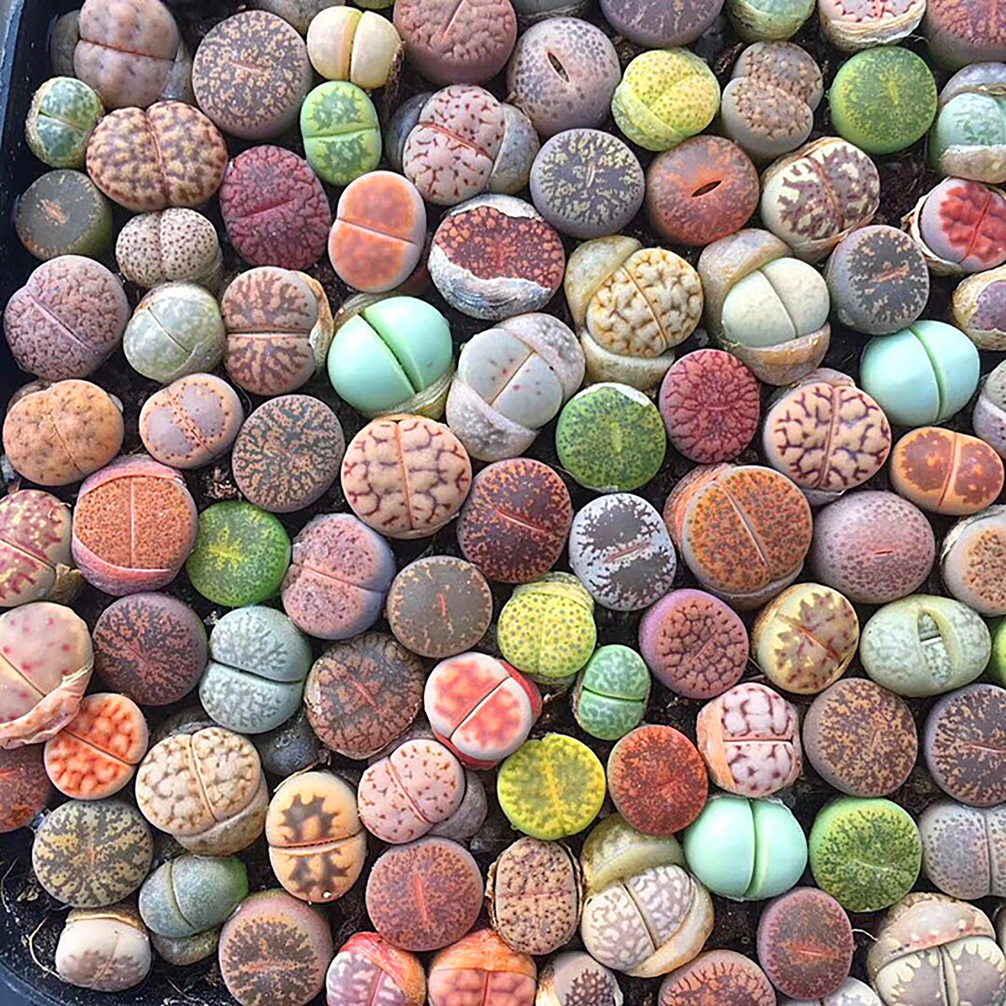 0.8-1.5cm Lithops Mixed Lithops Random Distribution Of | Etsy