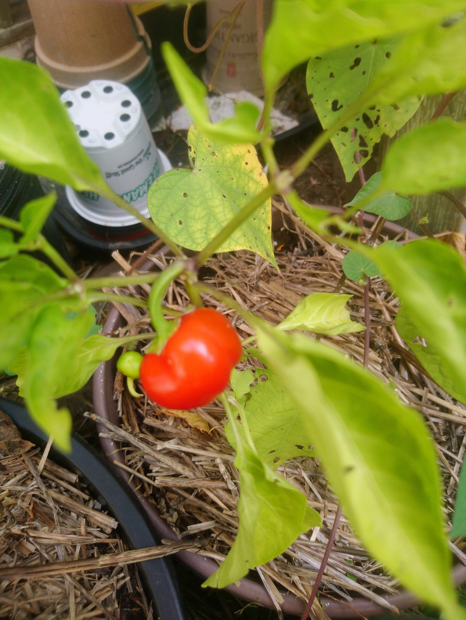 Mini Sweet Bell Peppers - Etsy