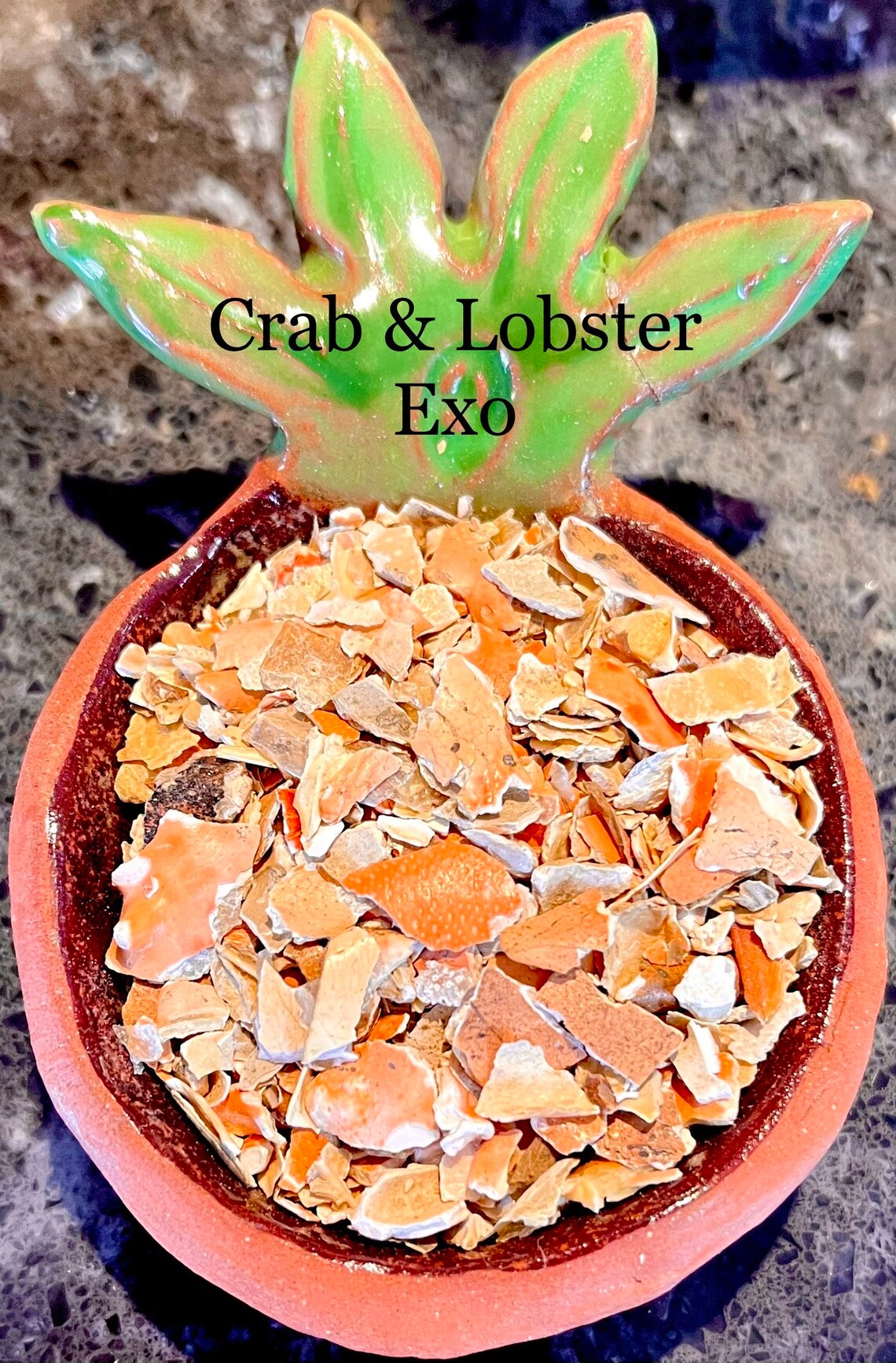Crab & Lobster Shell Exoskeleton Mix eco-kraft Bag - Etsy Canada