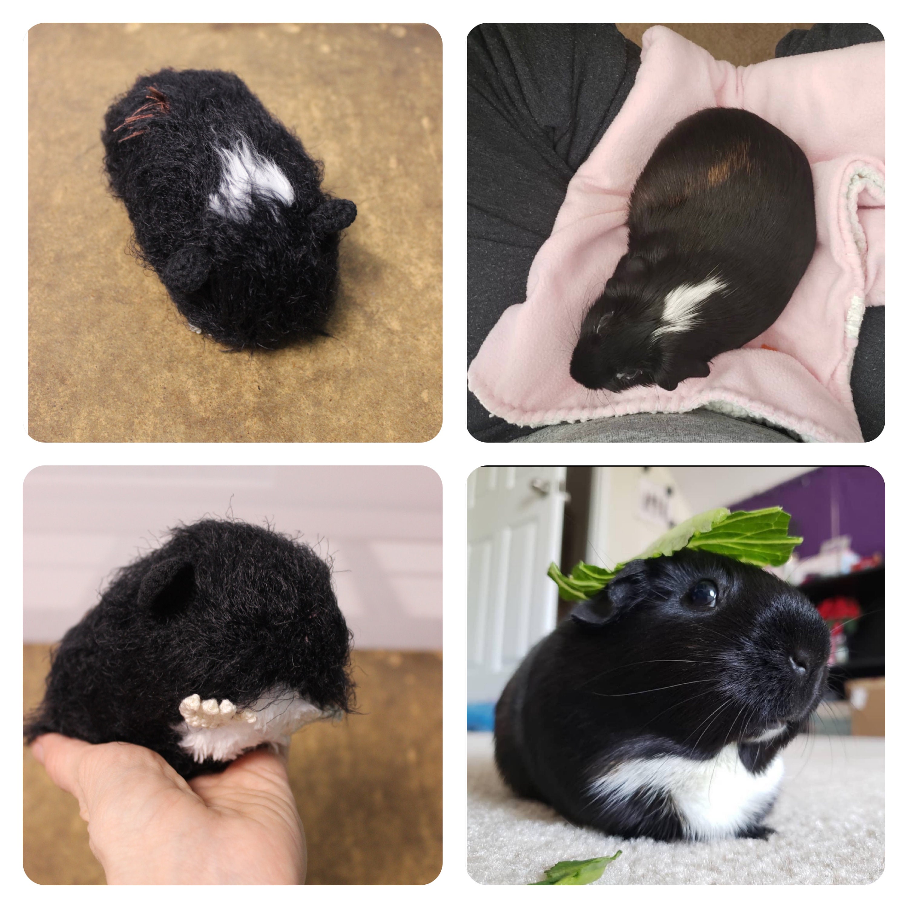 Custom and Personalized Guinea Pig and Another Small Animals (rabbit ...
