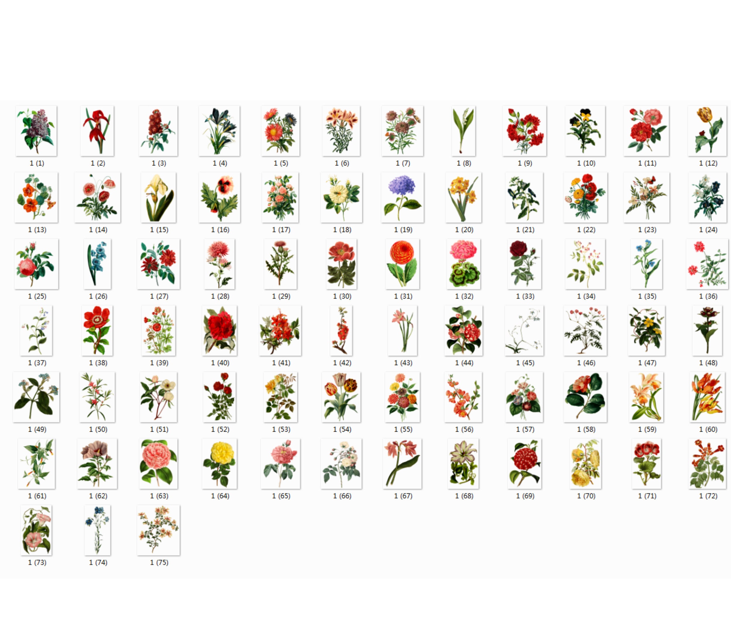 Vintage Flower Clipart Bundle, Vintage Flower Elements, Vintage Flower ...