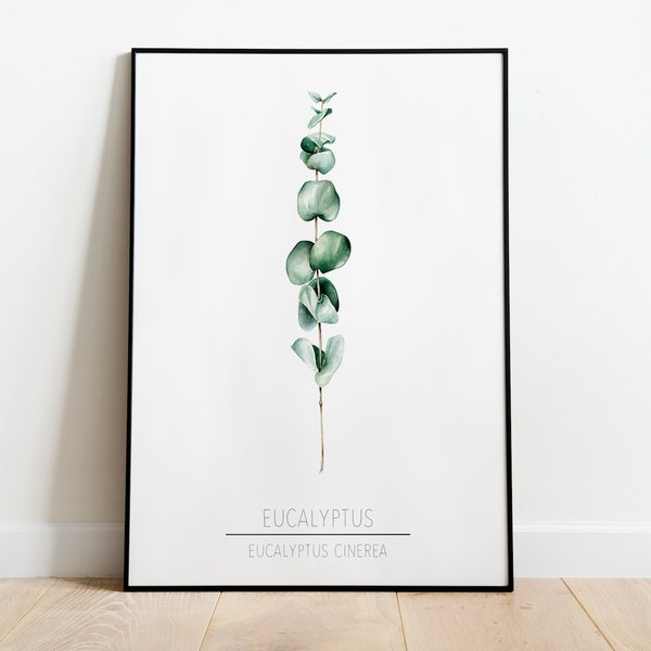 Eucalyptus Poster - Etsy