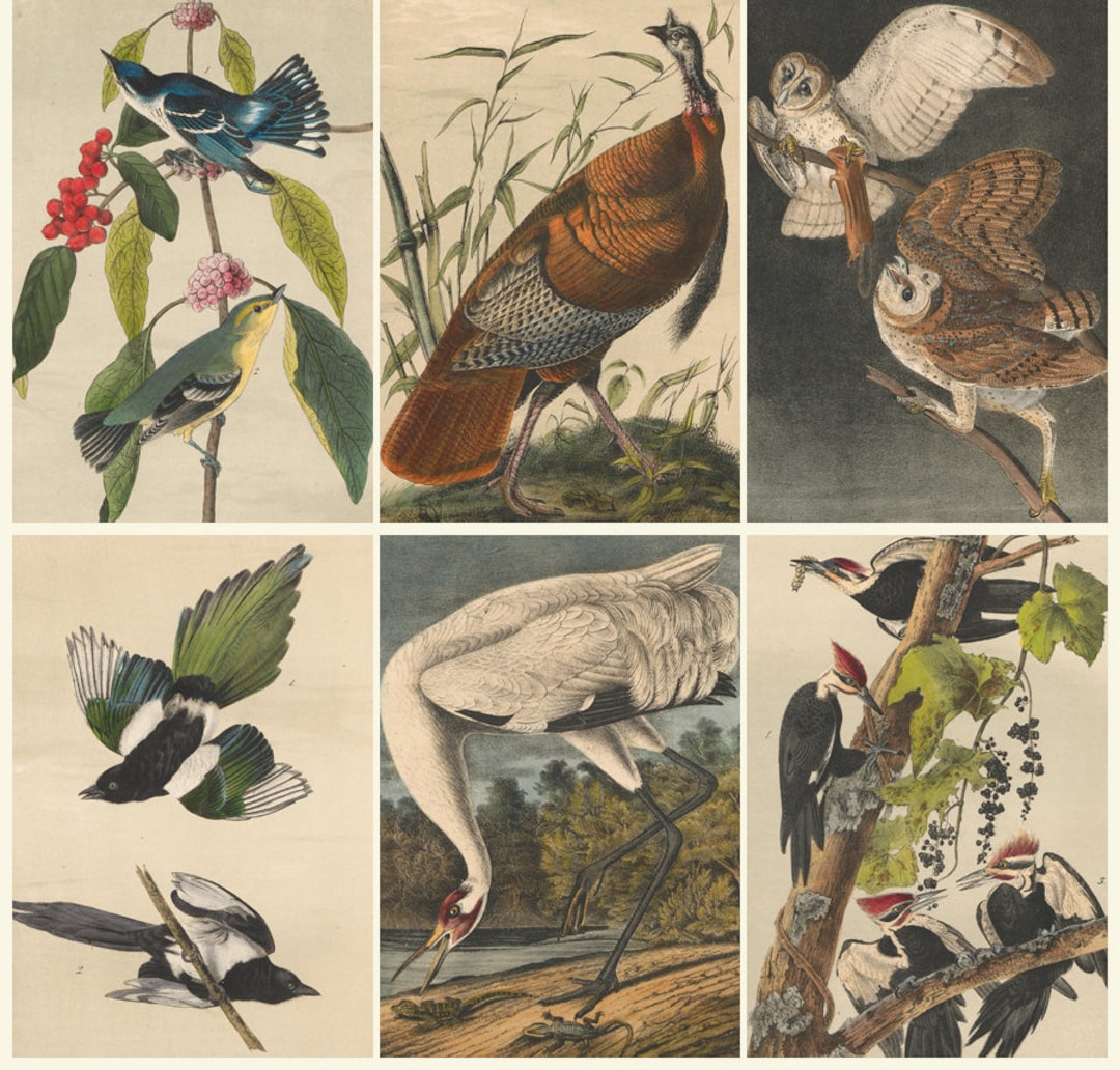 Audubon's BIRDS of North America - Full in 7 Volumes - Amazing Color ...