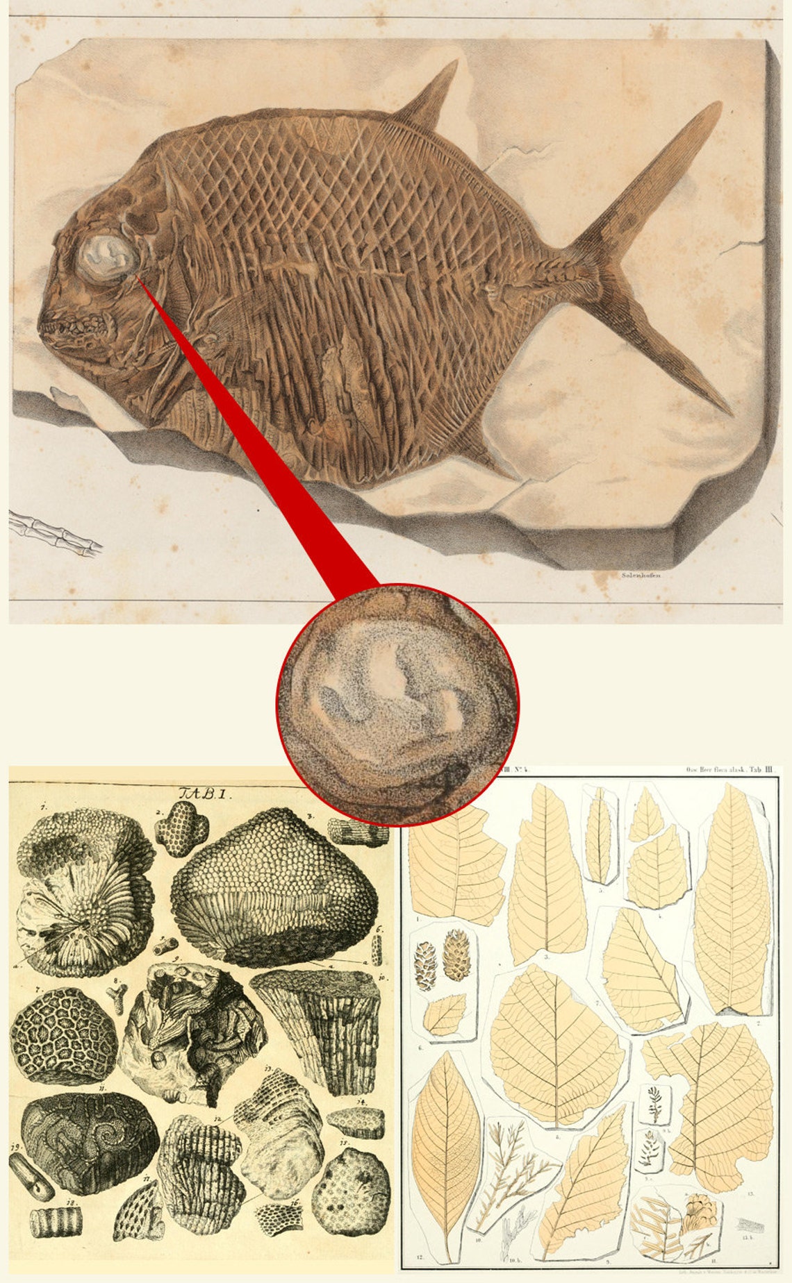 FOSSILS Rare Old Books Collection - Paleontology Fishes Flora Insects ...