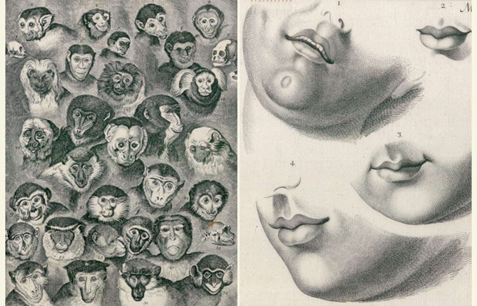 Fisonomía Frenología Leer rostro humano Lavater G. - Etsy España