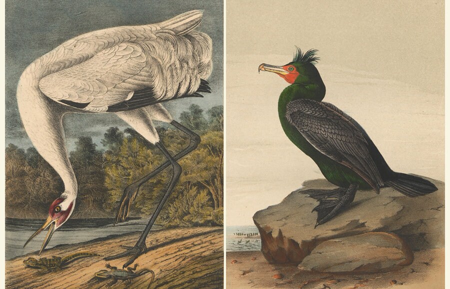 Audubon's BIRDS of North America - Full in 7 Volumes - Amazing Color ...