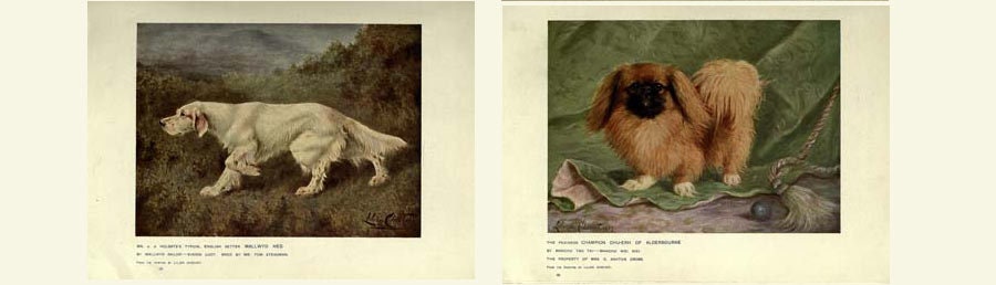 72 Antique Books About Dogs - Dog Breeds - Digital Download ZIP Files ...