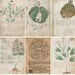 The Voynich Manuscript Plus Polygraphia - Steganographia - Trithemius ...