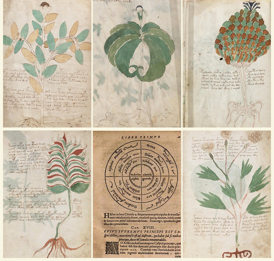 Voynich Manuscript Plants