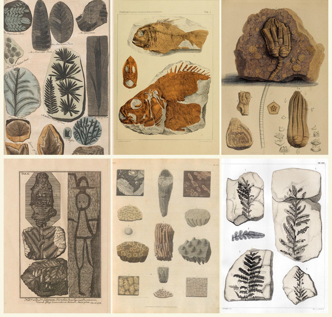 FOSSILS Rare Old Books Collection - Paleontology Fishes Flora Insects ...