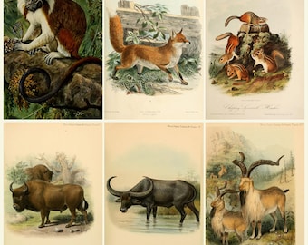 The Voynich Manuscript Plus Polygraphia Steganographia - Etsy