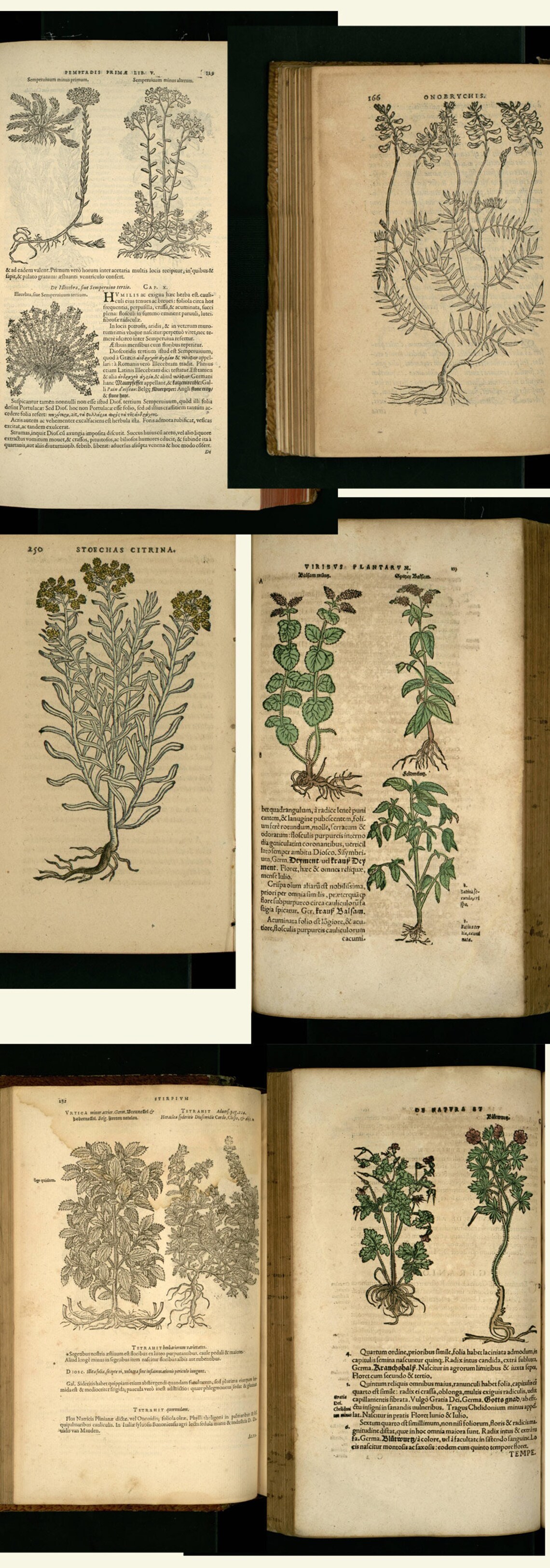 16th Century Botanical Books Botany, Herbs Rembert Dodoens Adam Lonicer ...