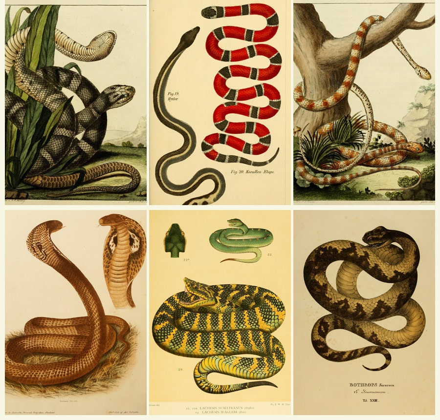 Rare Snakes Old Books – Antique Color Plate Collection (digital ...
