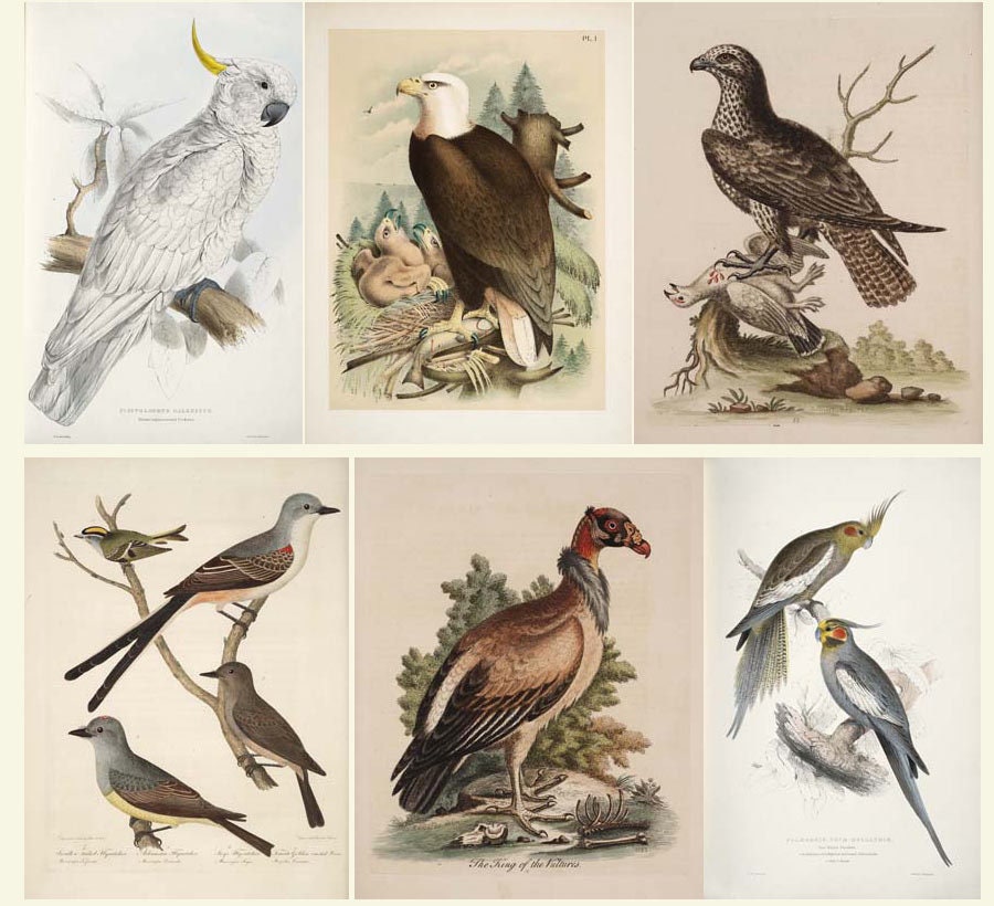 Antique Bird Engravings Ornithology Art Digital Download, North America ...