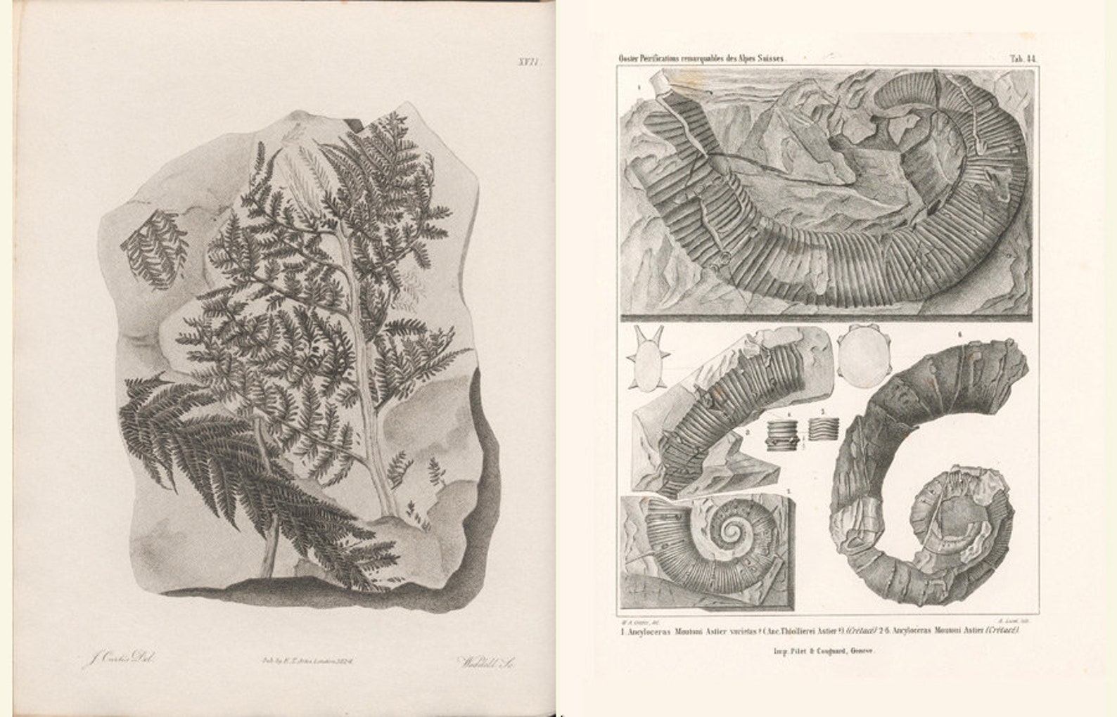 FOSSILS Rare Old Books Collection - Paleontology Fishes Flora Insects ...