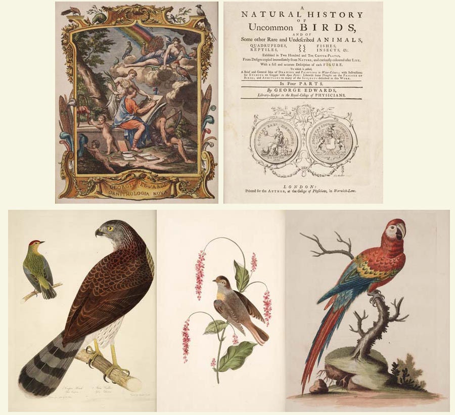 Antique Bird Engravings Ornithology Art Digital Download, North America ...