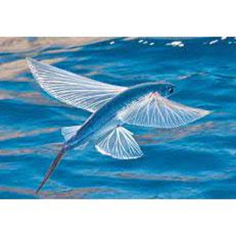 Flying Fish With Four Wings Jumping Outline Digital Sewing Machine ...