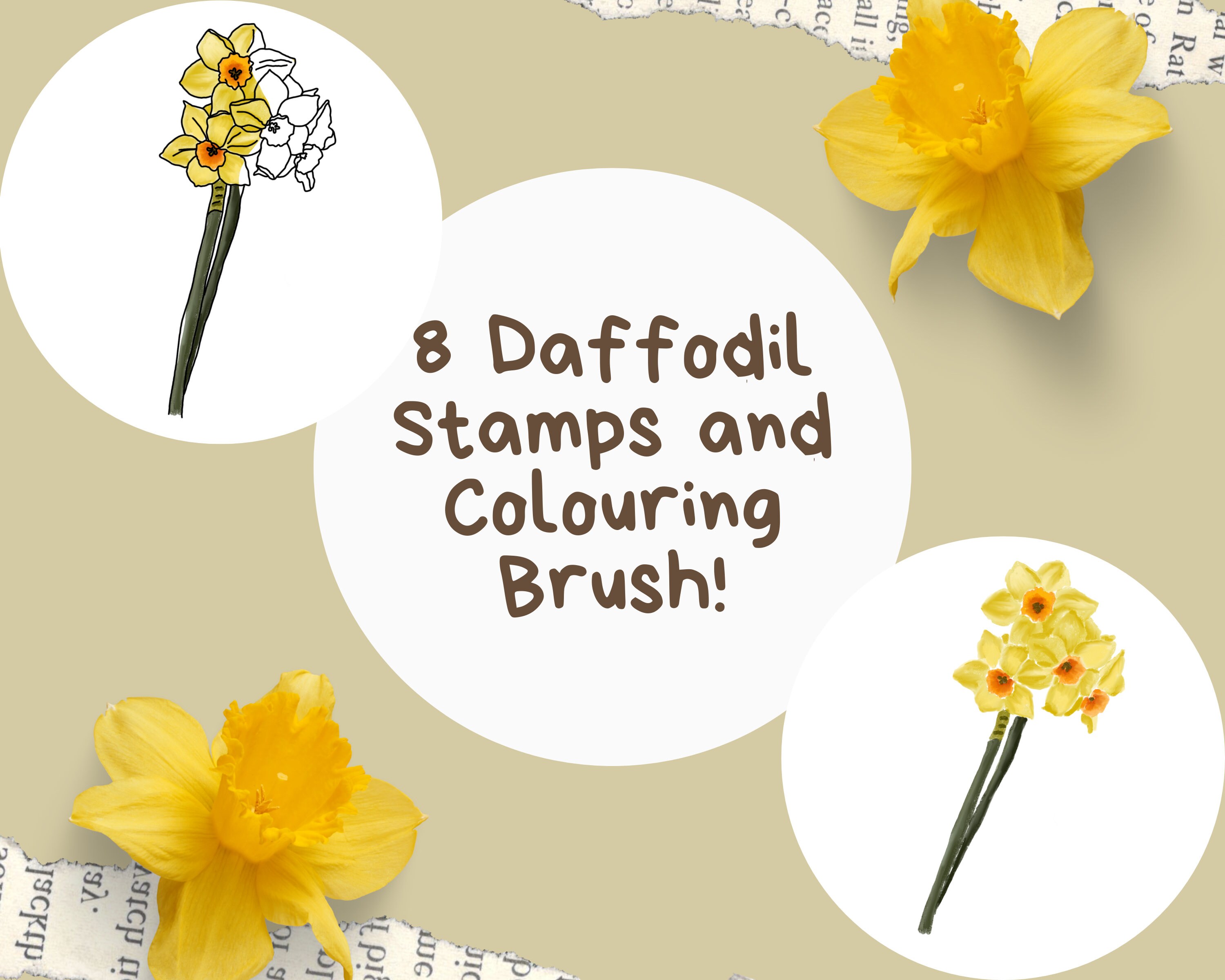 Daffodil Stamps X 8 for Procreate - Includes Colouring Brush- Instant ...