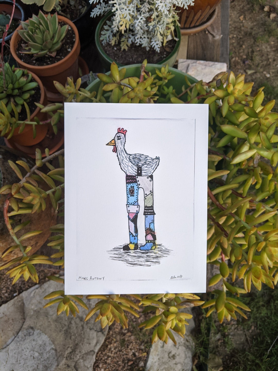 Chicken Print/drawing - Funky Chicken - Marc Antony Chicken - Colored ...