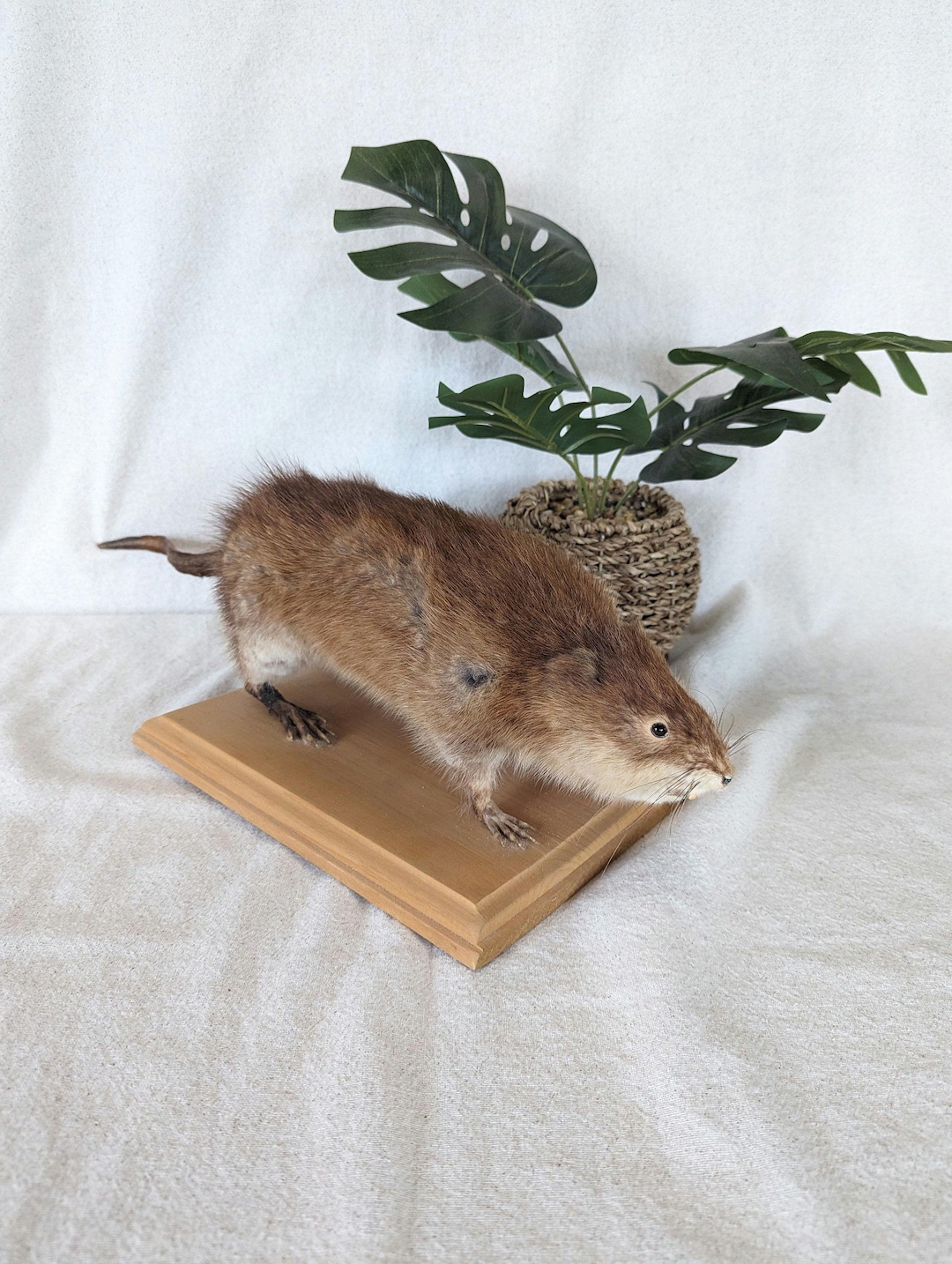 Mounted - Muskrat Taxidermy - 1970's - Soft Coat - Excellent Condition ...