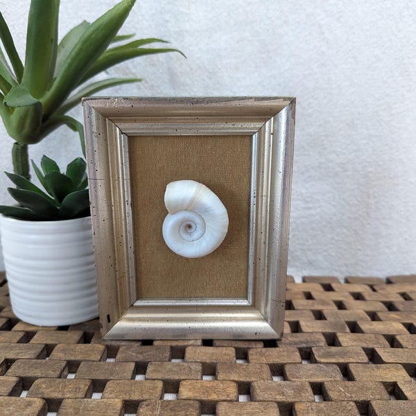 Shell Frame - Etsy
