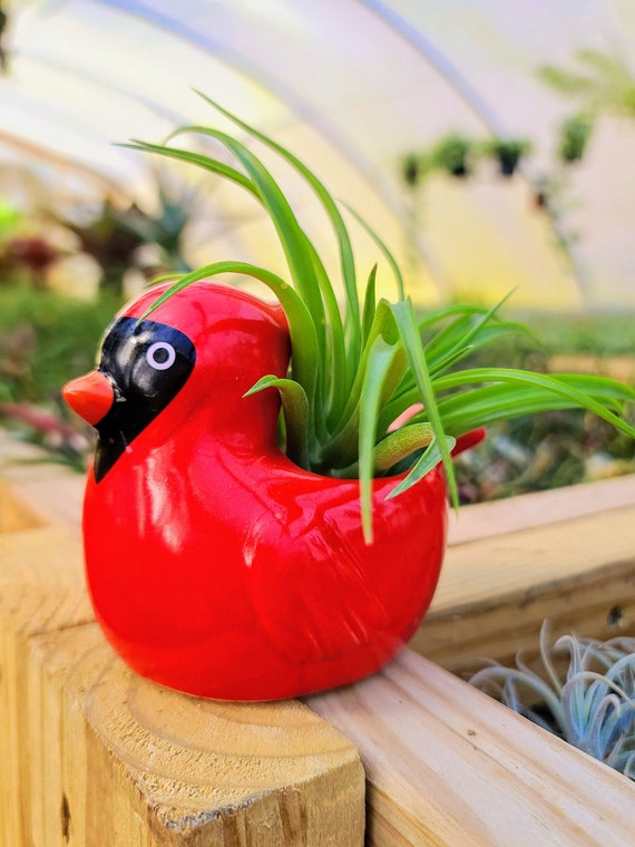 Ceramic Cardinal Holder With Brachycaulos Air Plant - Etsy