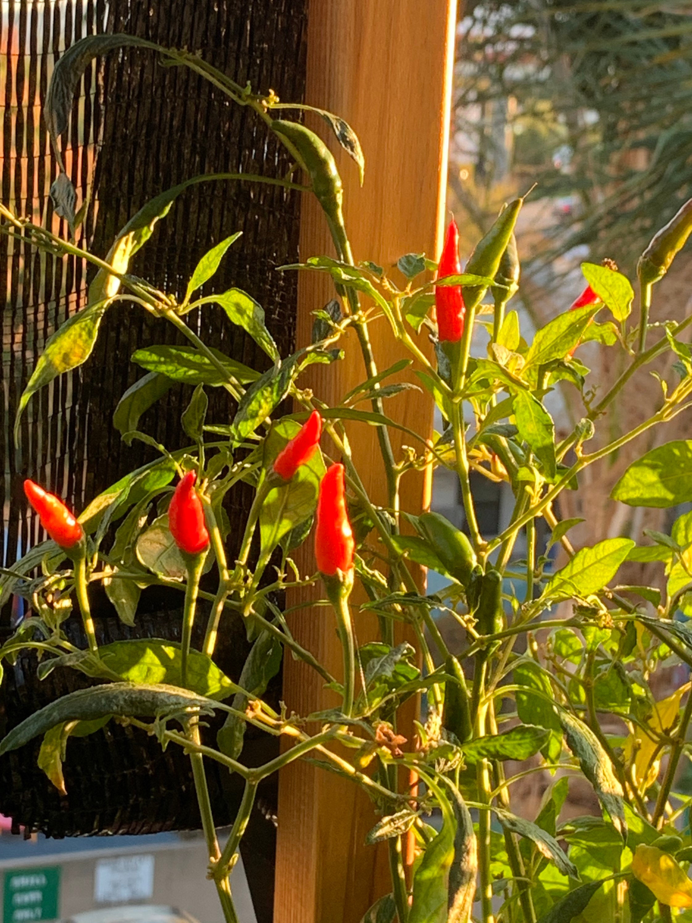 25 Siling Labuyo Seeds “wild Chili” (please Read Description) - Etsy