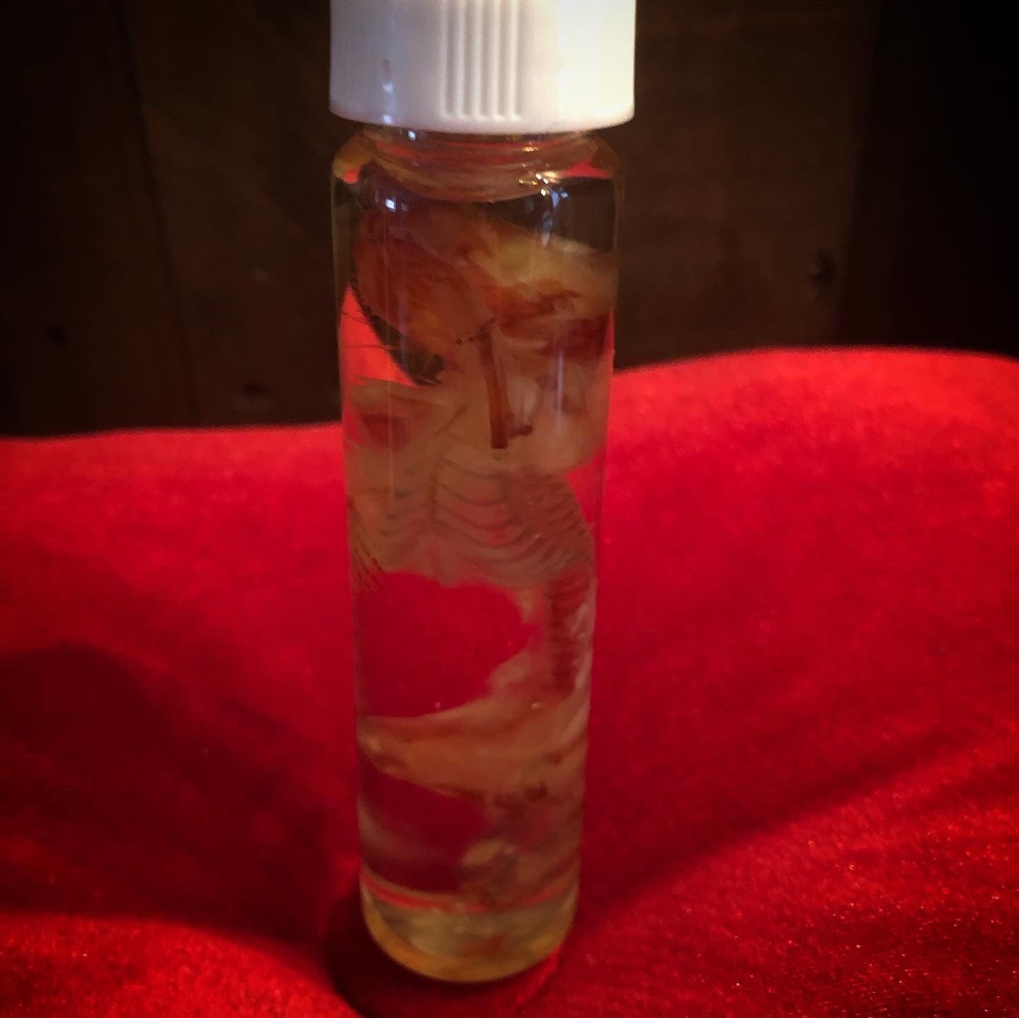 Diaphonized Mouse Specimen - Etsy.de