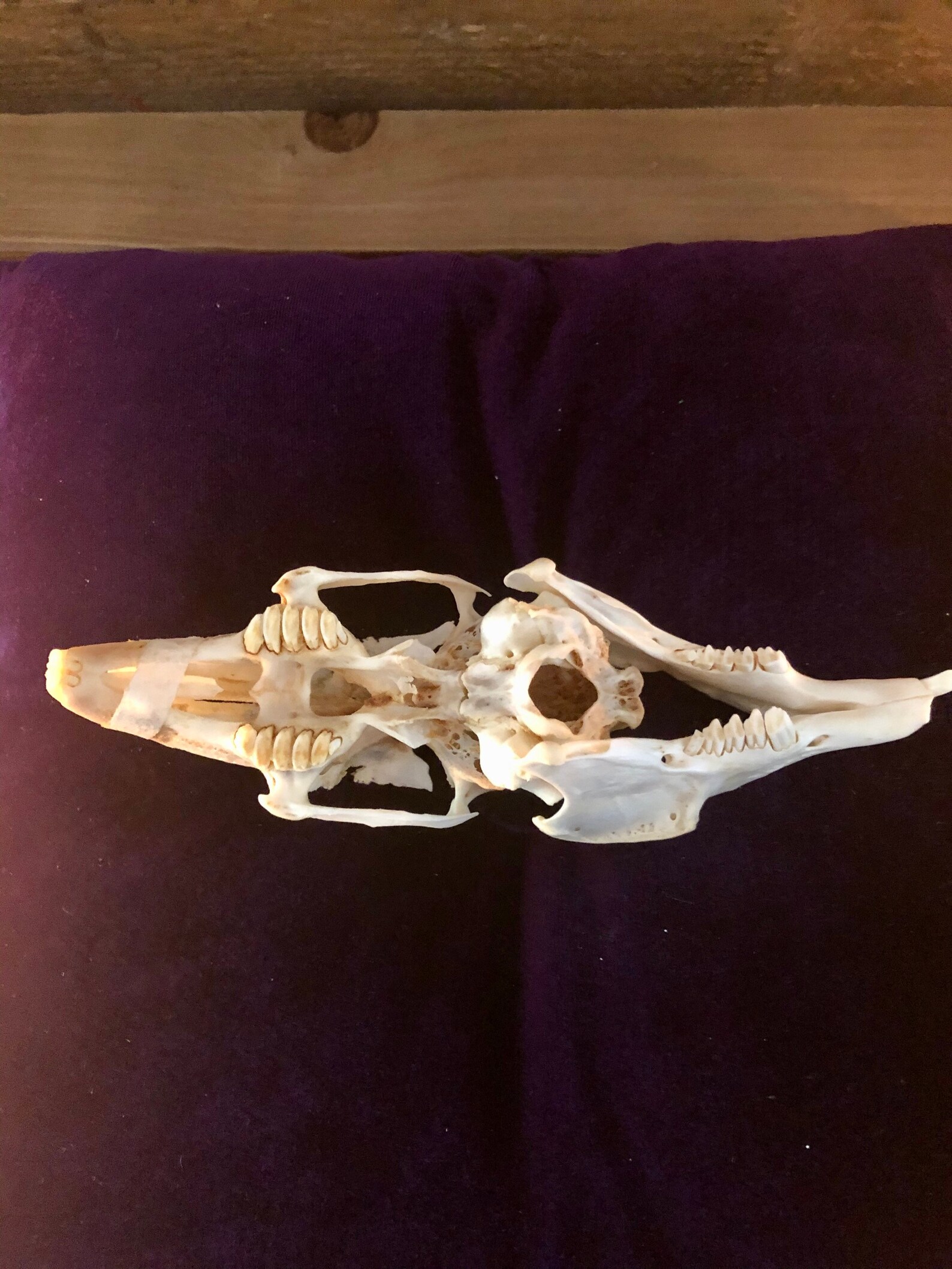 African Cape Hare Skull - Etsy