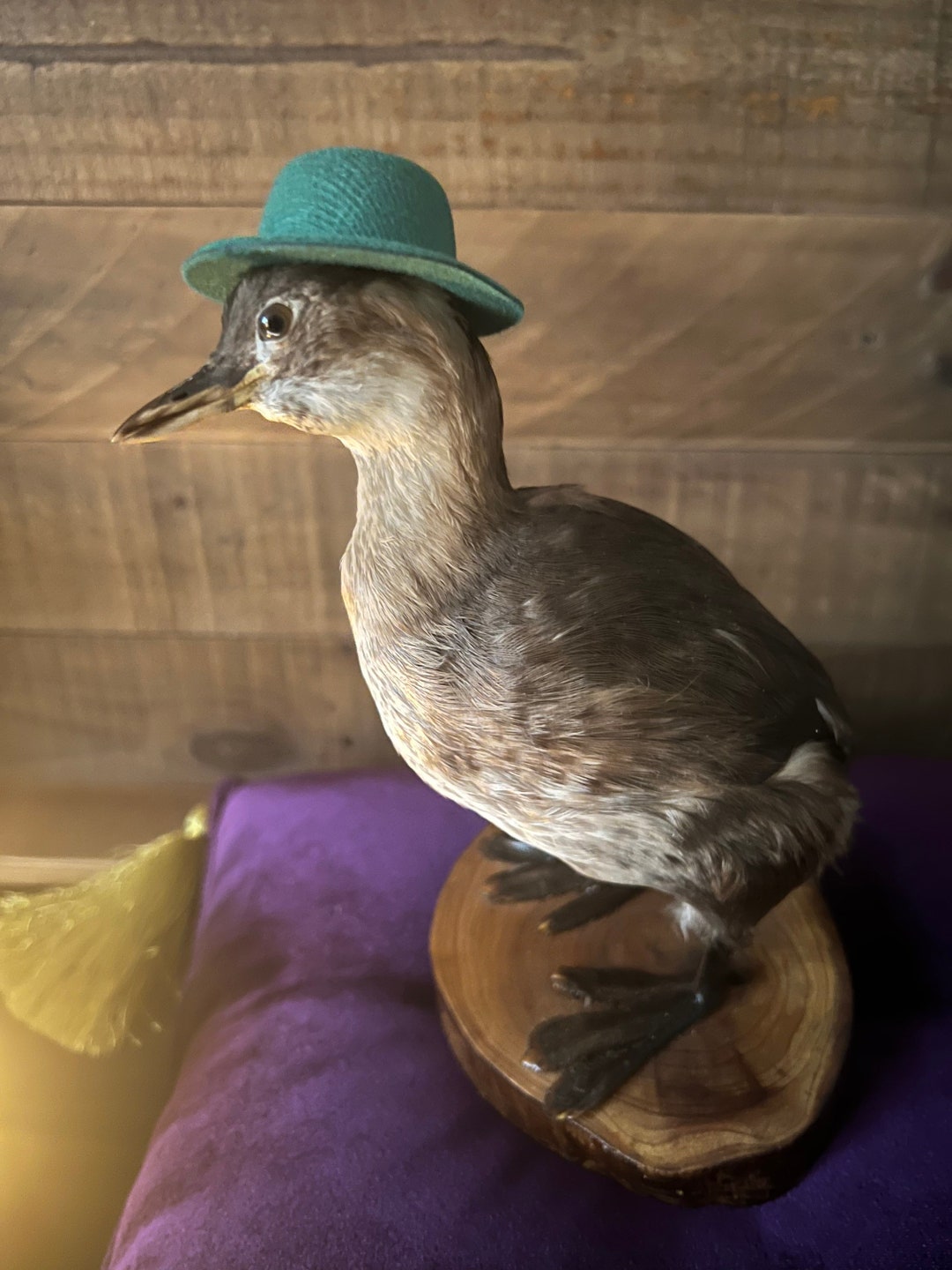 A Dapper Little Baby Grebe Taxidermy Bird - Etsy