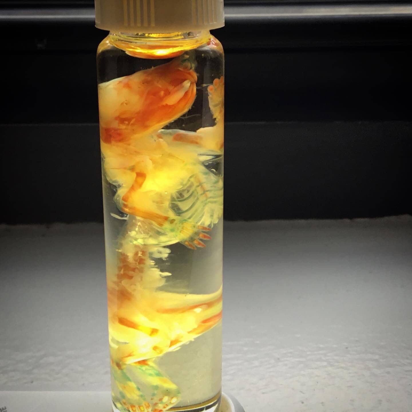 Diaphonized Mouse Specimen - Etsy.de