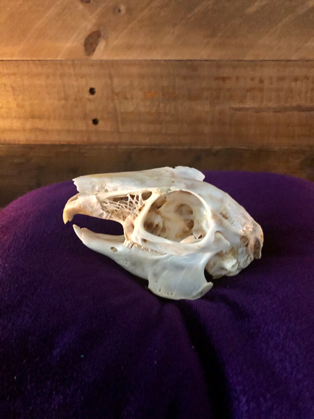 African Cape Hare Skull - Etsy